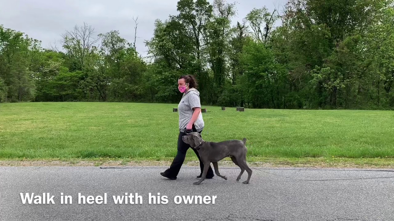 Bane Cane Corso Go Home - YouTube