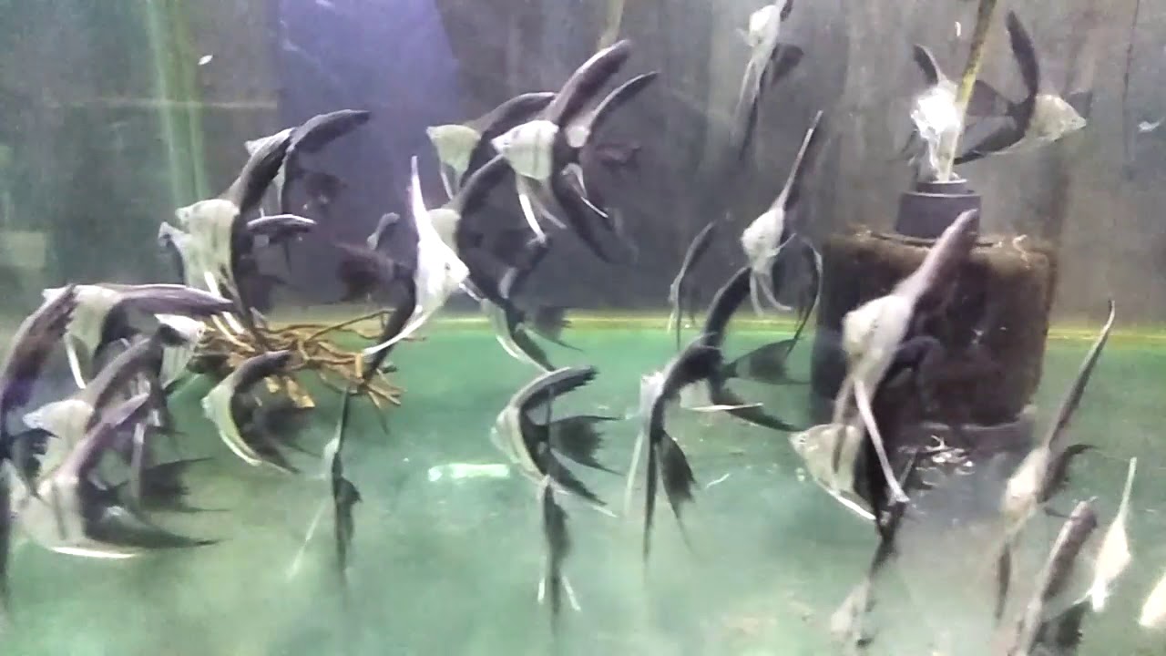 Ikan Manfish BW Slayer - YouTube