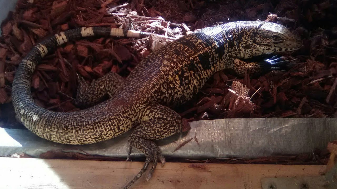 My Colombian Golden Tegu meet my dog for the first time face to face ...