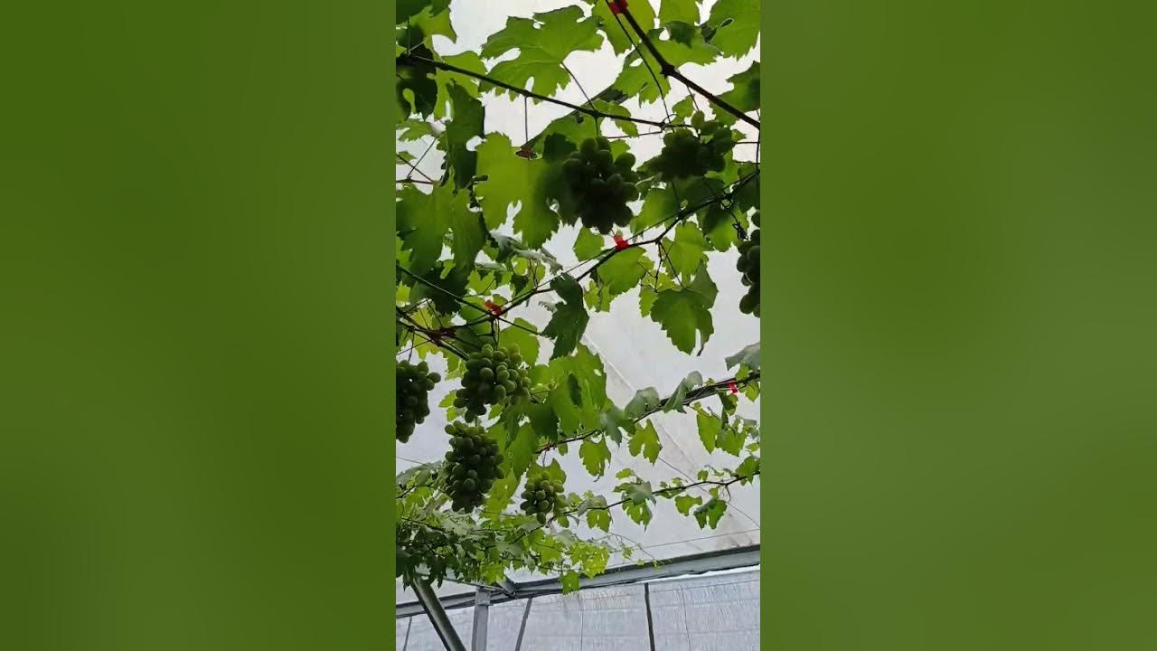 Kebun Anggur Tamasya Grape - YouTube