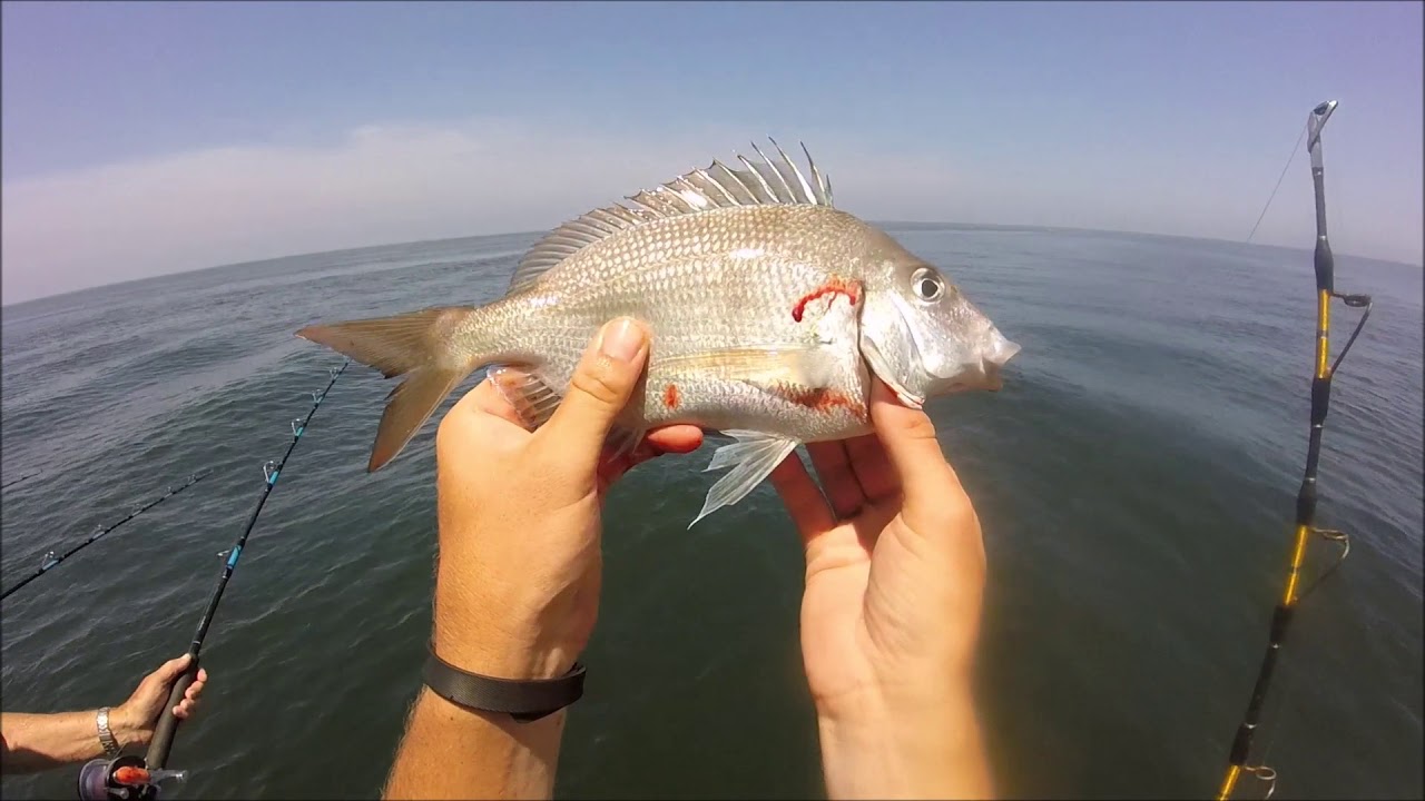 CELTIC QUEST fishing: Porgy, Striped Bass, Sea robin. - YouTube