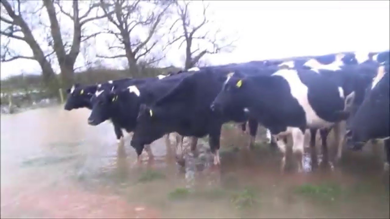 Checking young cattle in flooded fields - YouTube