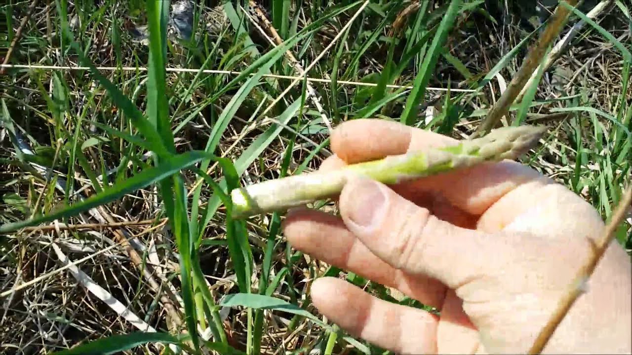 Foraging For Wild Edible Asparagus Organic Free Food - YouTube