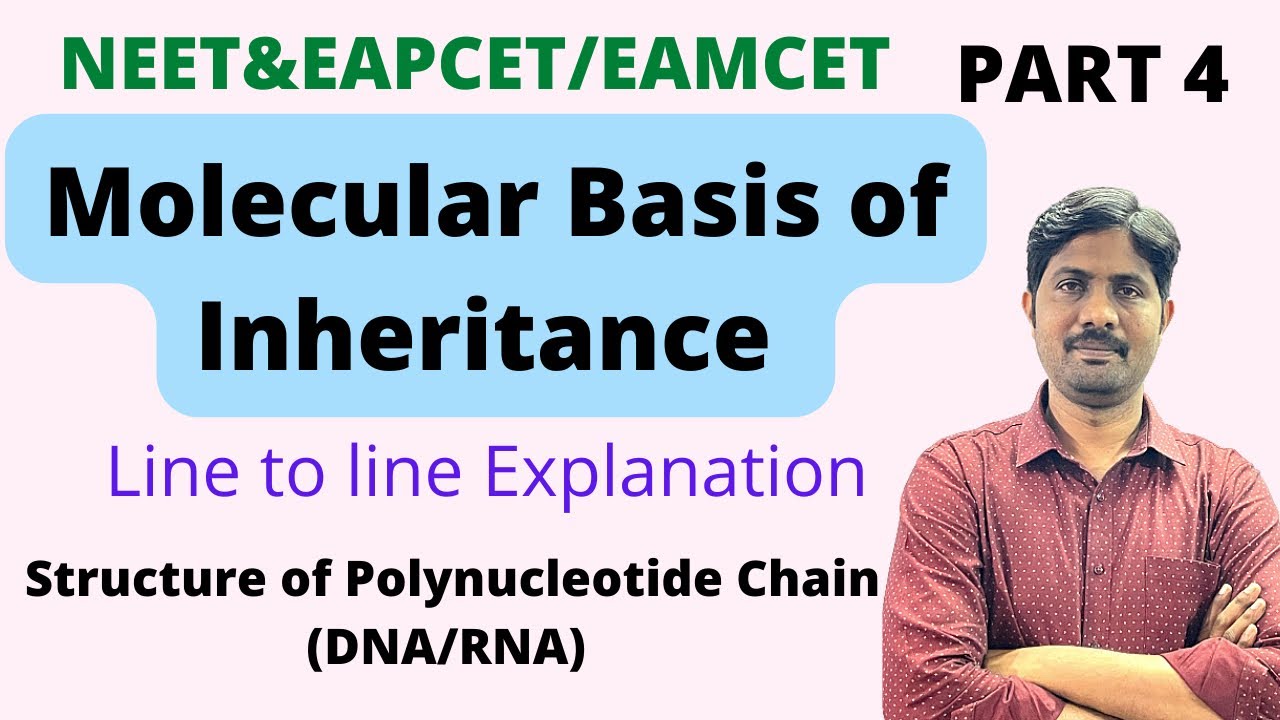 Molecular Basis of Inheritance || Structure of Polynucleotide Chain ...