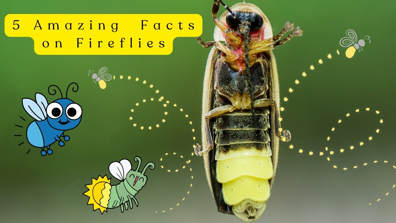 5 Amazing Facts on Fireflies - YouTube