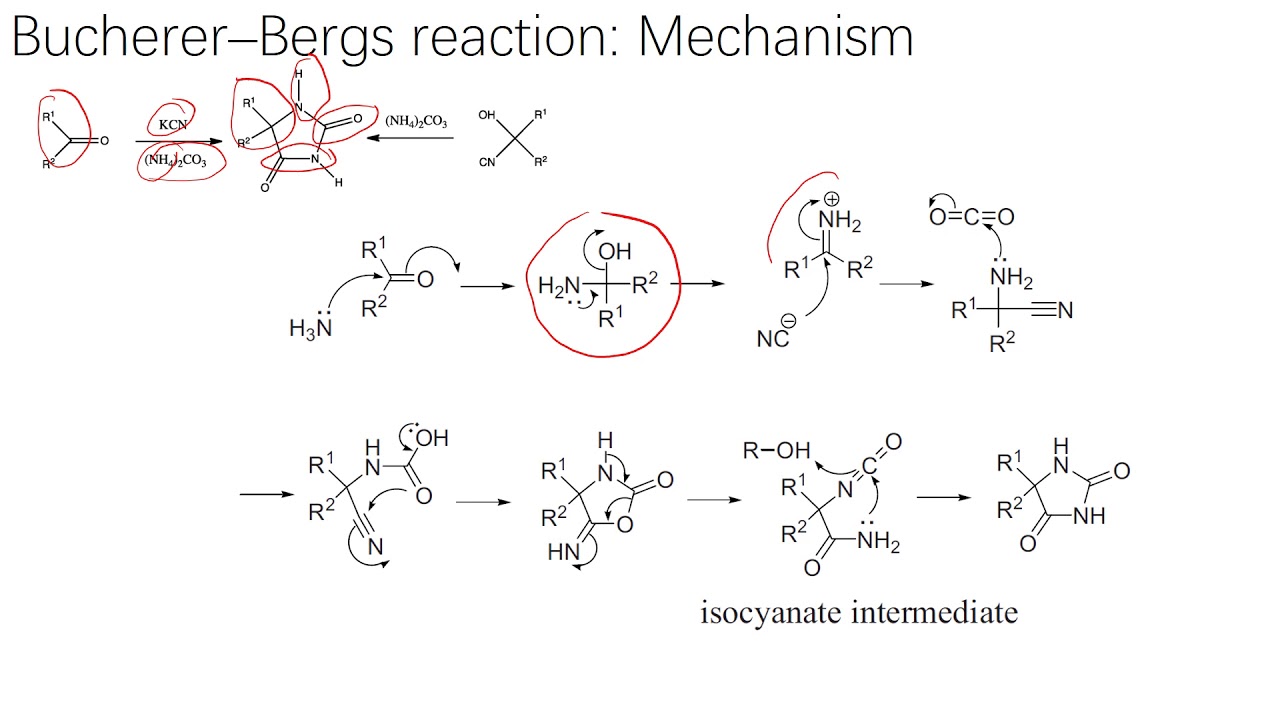 有机人名反应（38）：Bucherer–Bergs reaction - YouTube