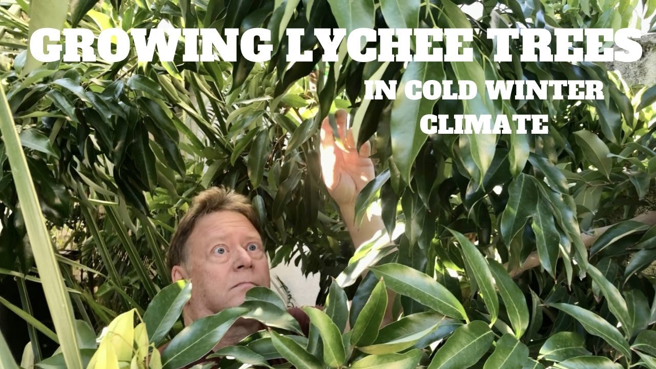 GROW A LYCHEE TREE | COLD CLIMATE UPDATE | USDA zone 9B - YouTube