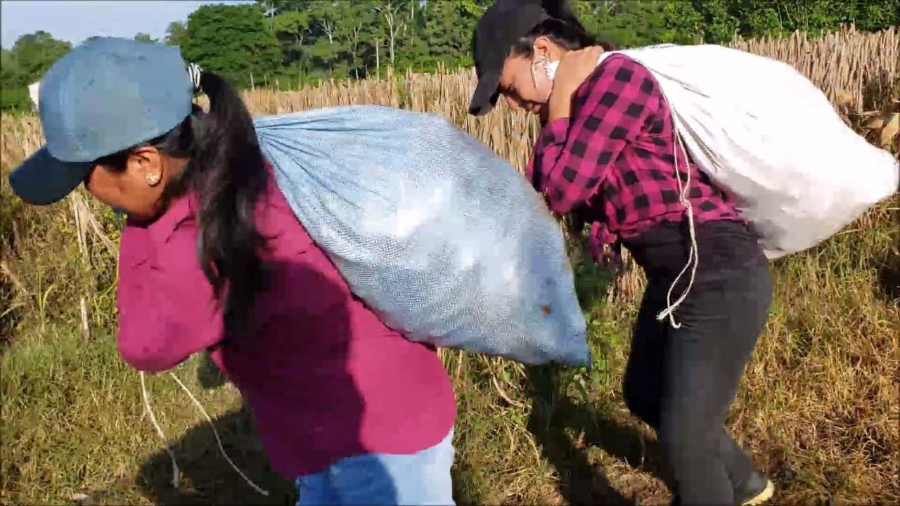 TAPISCANDO| RESULTADO DE NUESTRA COSECHA - YouTube