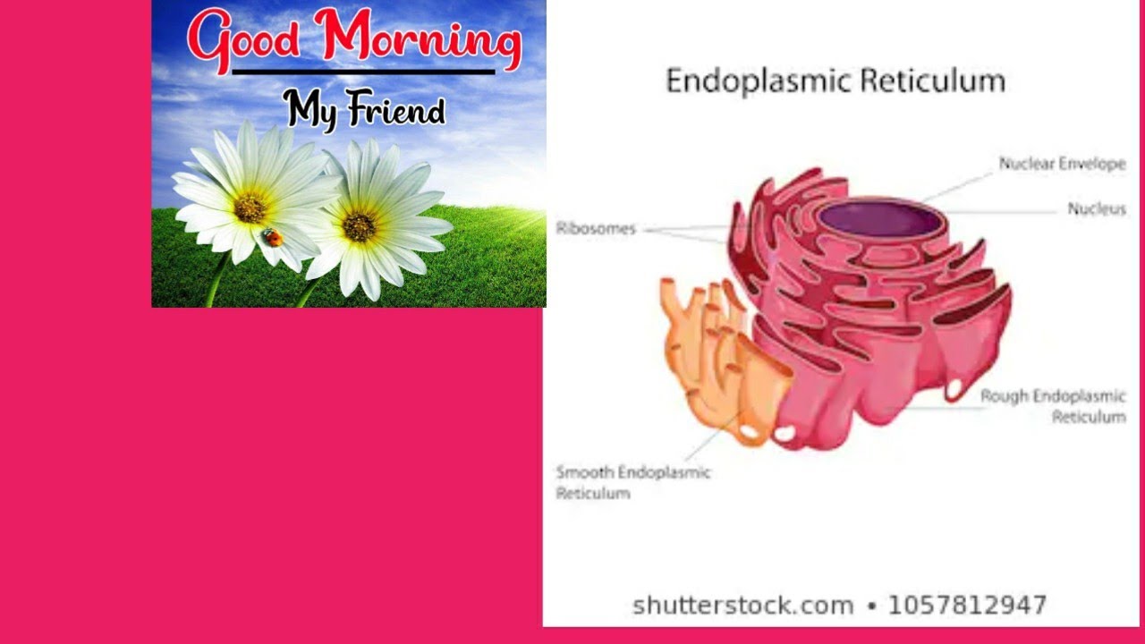 Class 9th , Endoplasmic Reticulum - YouTube