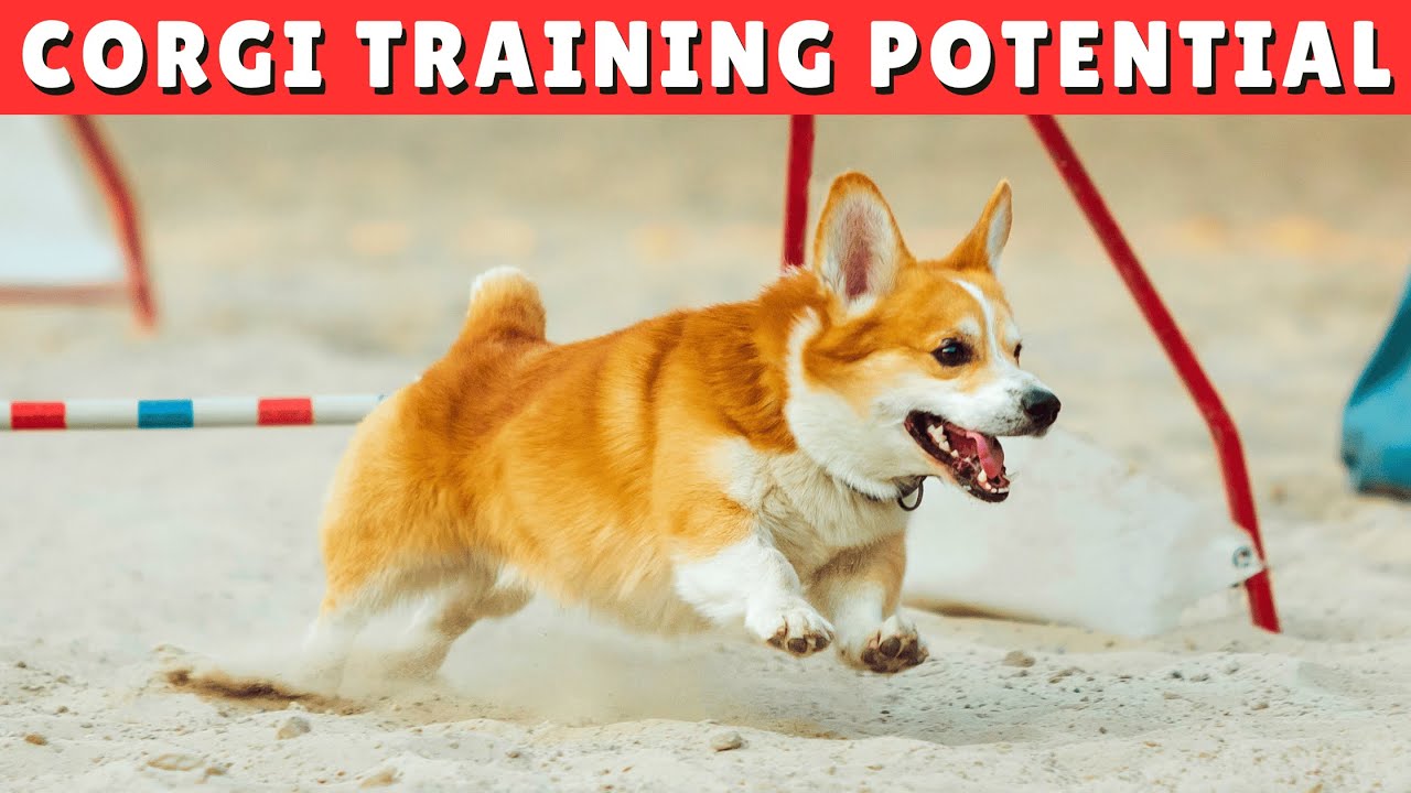 How To TRAIN Your Corgi Dog with EASE Best TIPS in 2024 - YouTube