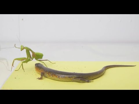 a hungry lizard sees a praying mantis//lizard vs mantis - YouTube