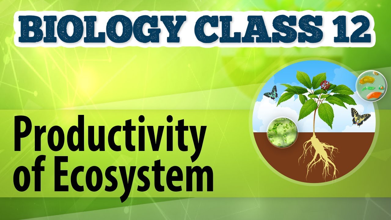 Productivity of Ecosystem - Organisms and Environment 1 - Biology Class ...