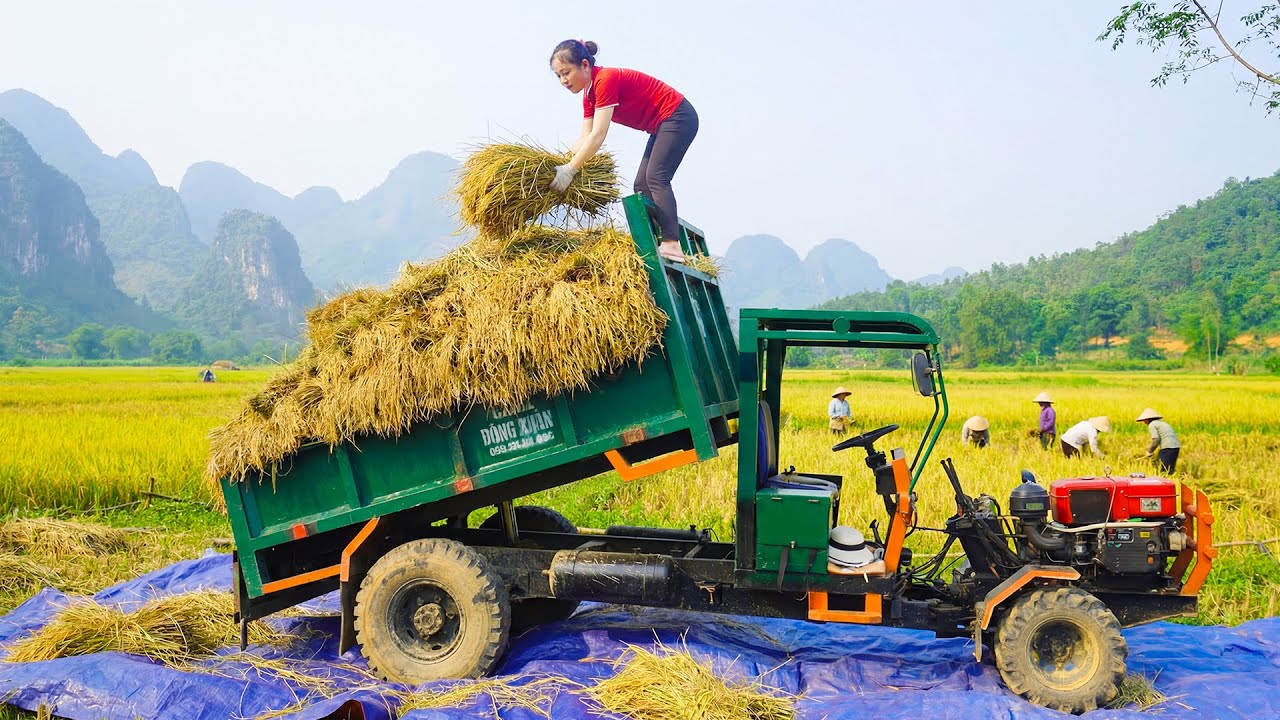 Harvest Use Truck to Transport 300+ Tons Rice During, Taking Care of ...