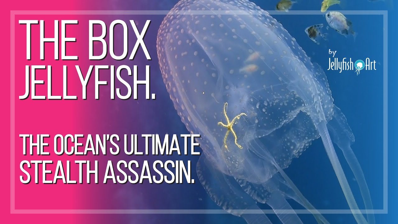 Beware of the BOX JELLYFISH – Deadly Marvel: The Ocean’s Most Venomous ...