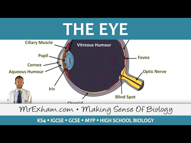 Diagram Of The Eye Gcse Biology