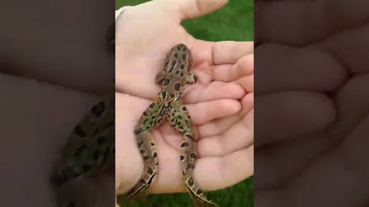 Frog vine - YouTube