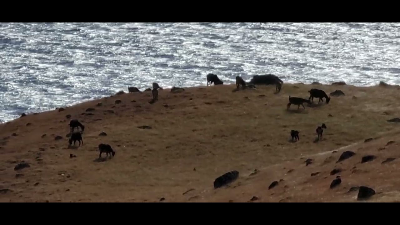 Maui 679 - Wild Coast Windy Goats V - YouTube