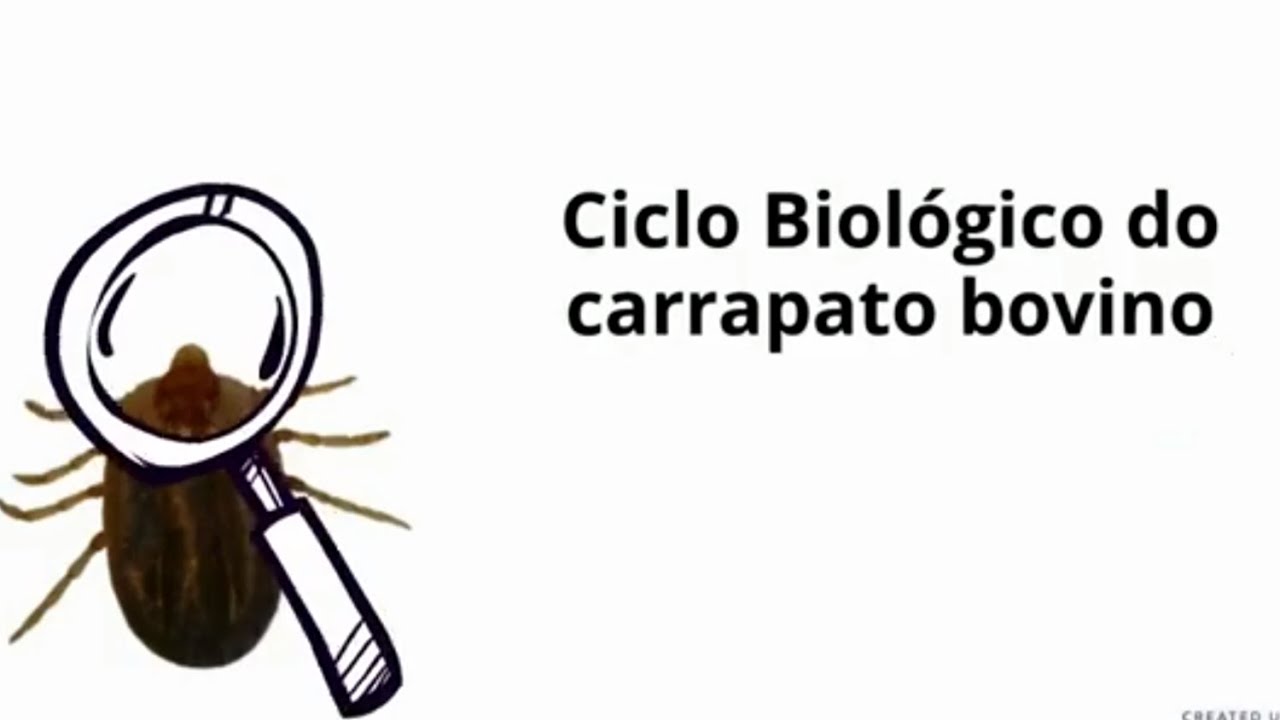 Como Os Carrapatos Se Reproduzem - NAZAEDU
