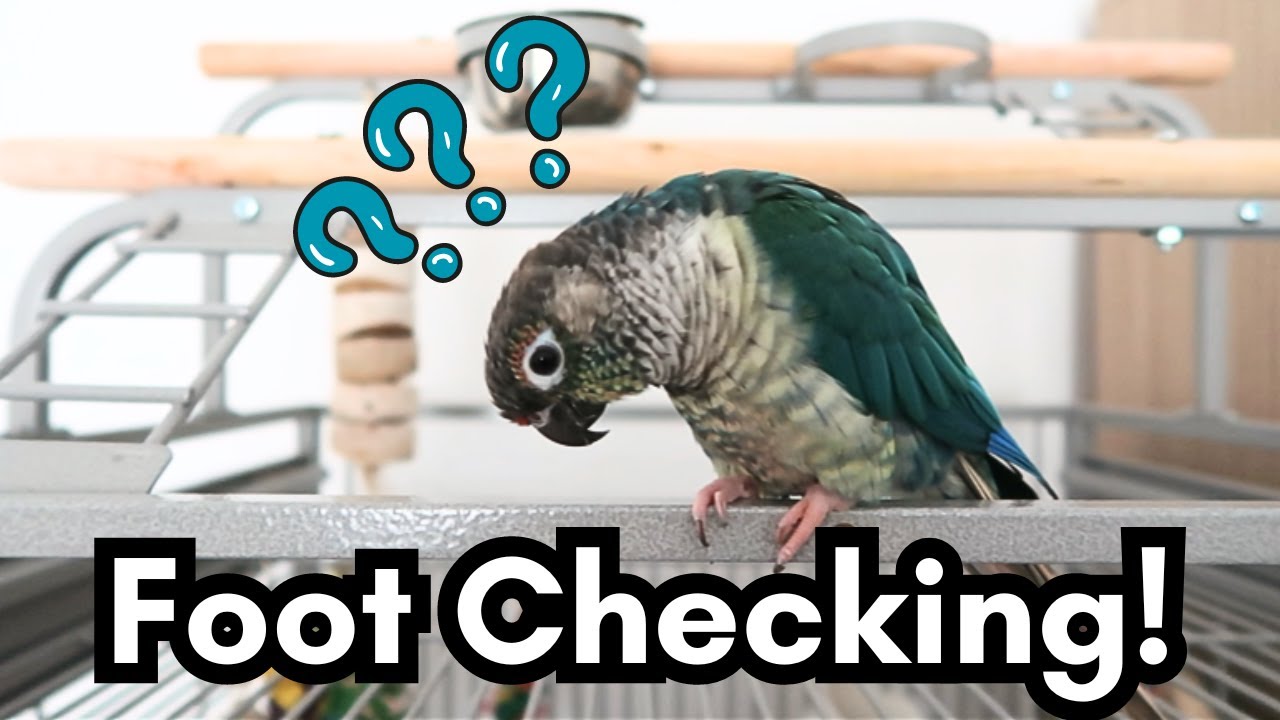 Parrot Foot Checking | Why Does Your Bird Look At It's Feet ...