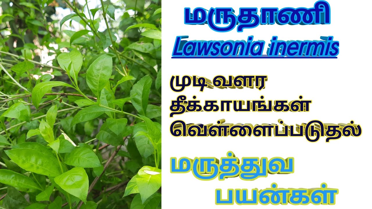 மருதாணி | Lawsonia inermis | மருதோன்றி | Madicinal uses | Botany ...