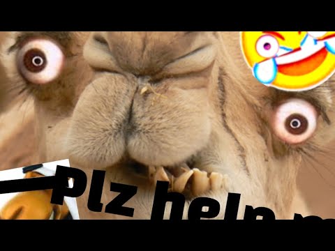 CURSED CAMELS (ORIGINAL TAKEN DOWN) - YouTube