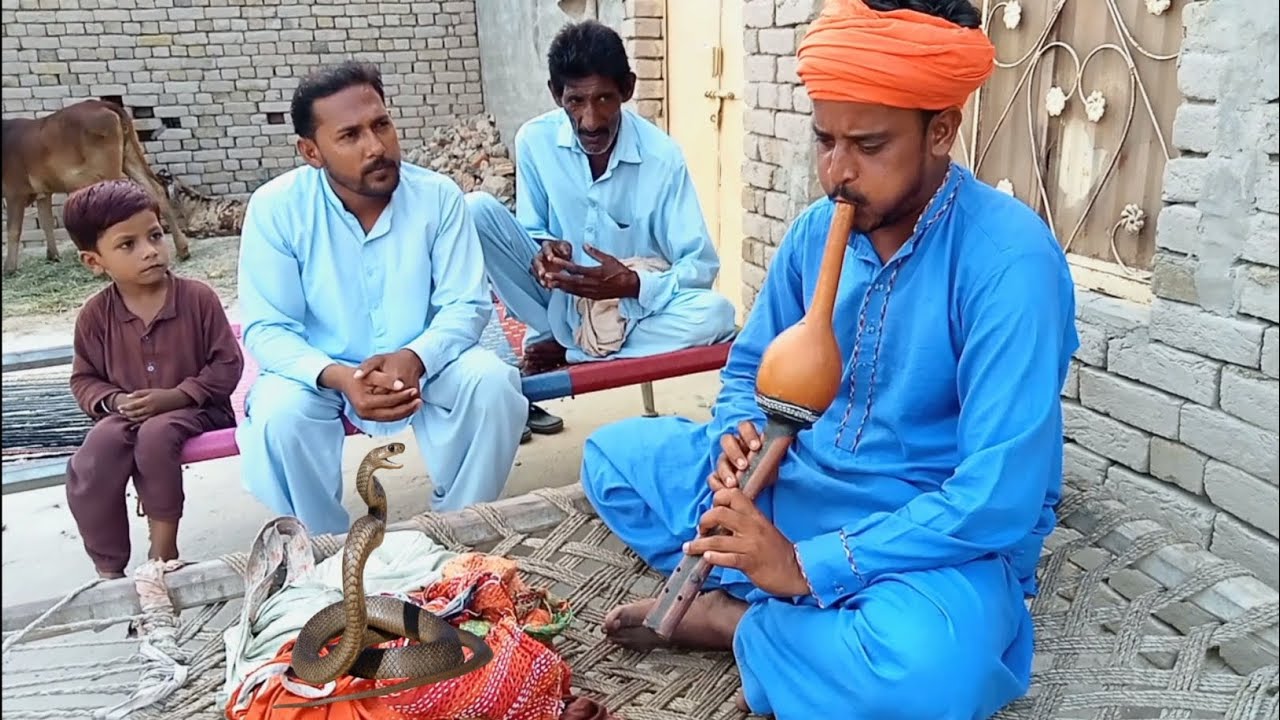 Jogi and Snake|Jogi Been|Interesting video||Sajid Hussain. - YouTube