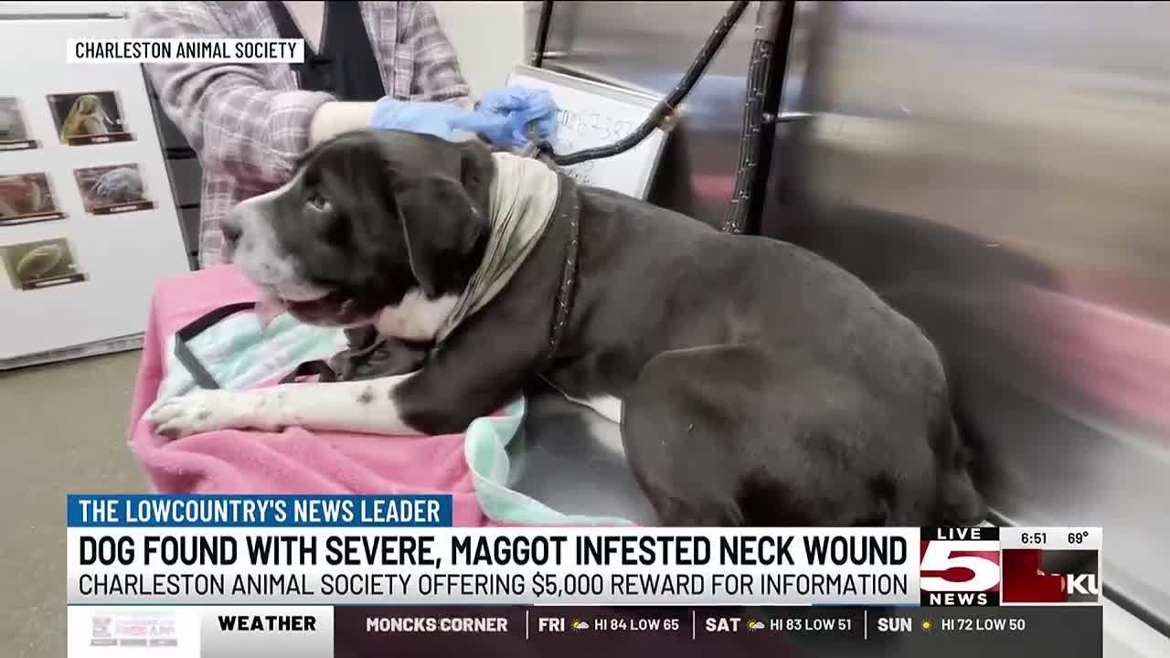 VIDEO: Dog found with severe, maggot infested neck wound - YouTube