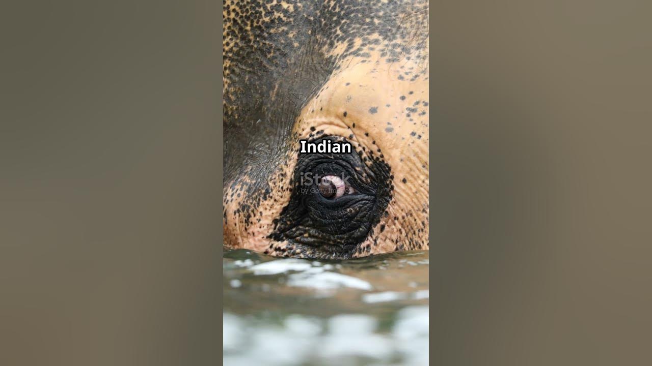 Amazing Facts About Indian Elephants YouTube amazing-facts-about-indian-elephants-youtube