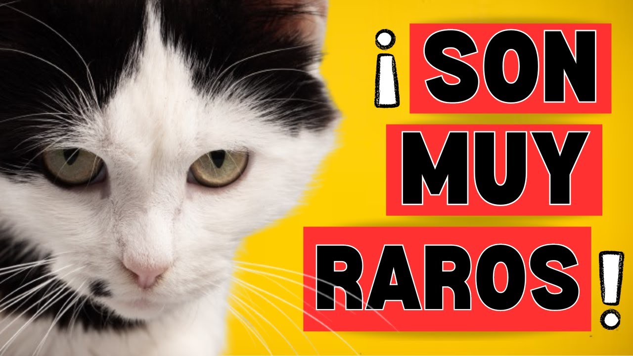 8 CURIOSIDADES DE LOS GATOS TUXEDO O ESMOQUIN - YouTube