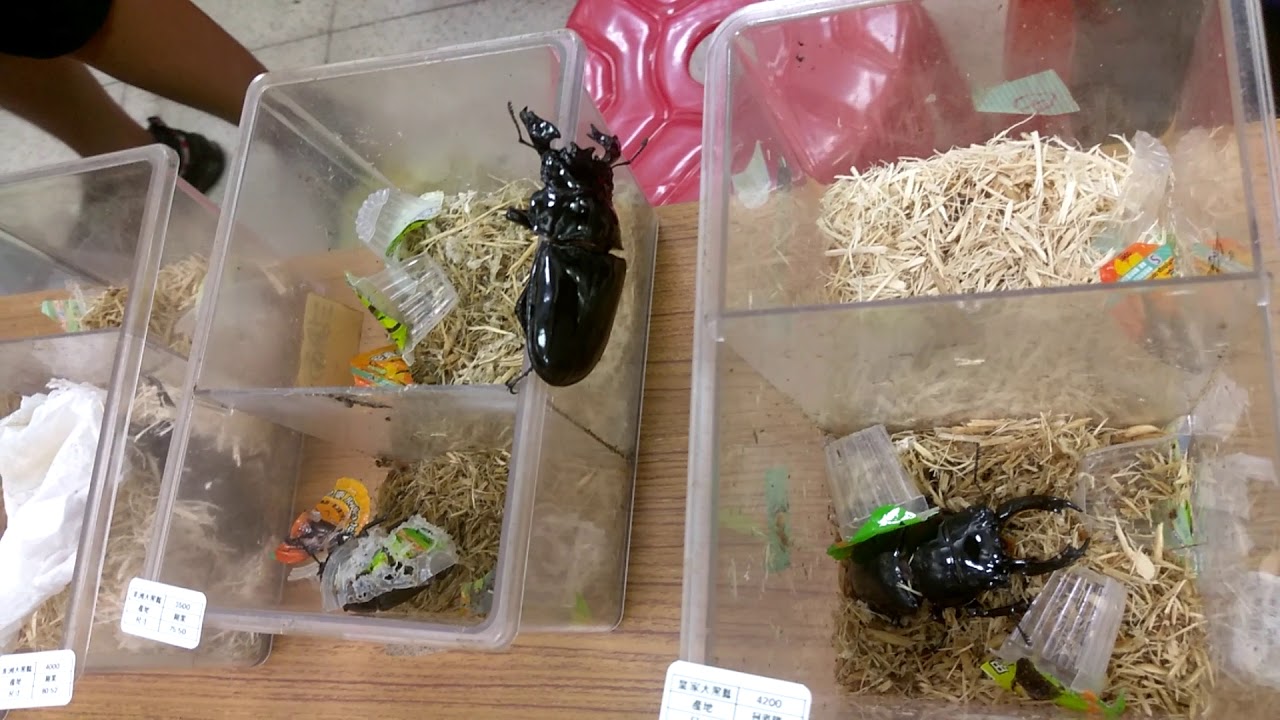 Mesotopus Regius and Allotopus rosenbergi in insects exhibition - YouTube