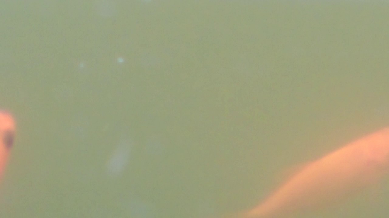 1 of 2 fish2 - YouTube