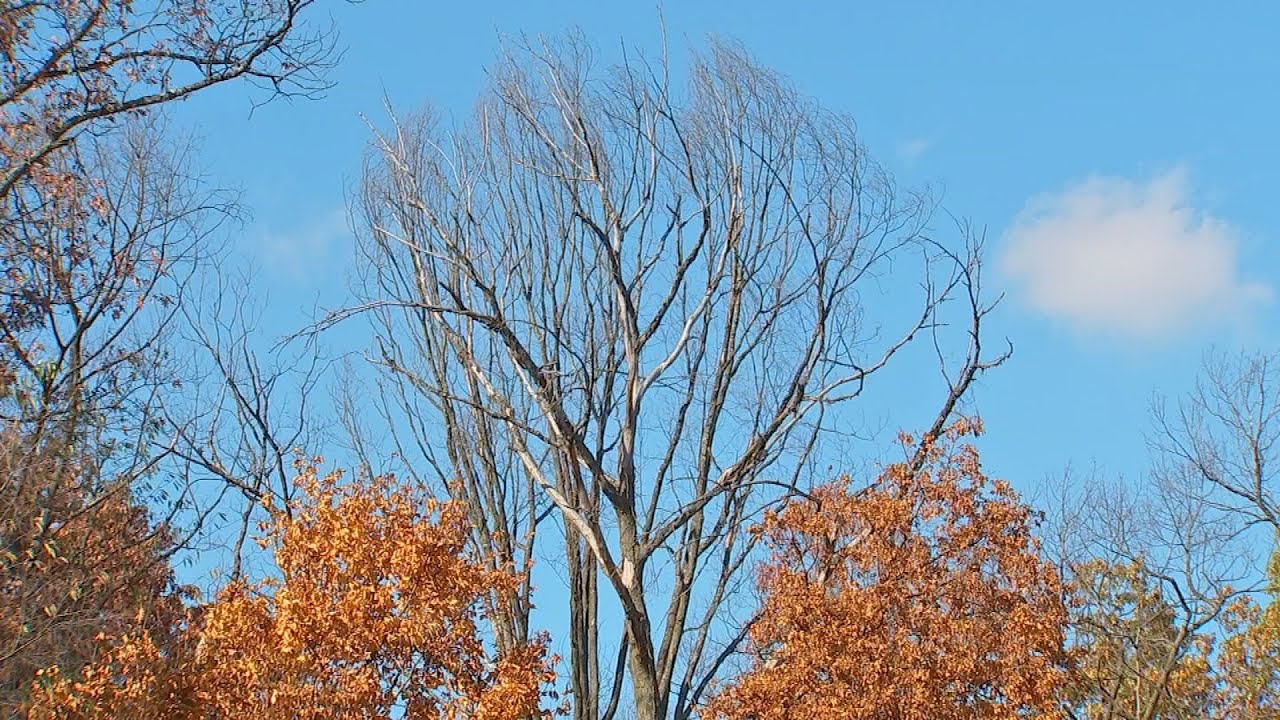 Invasive fungus killing oak trees in western Pennsylvania; here’s how ...