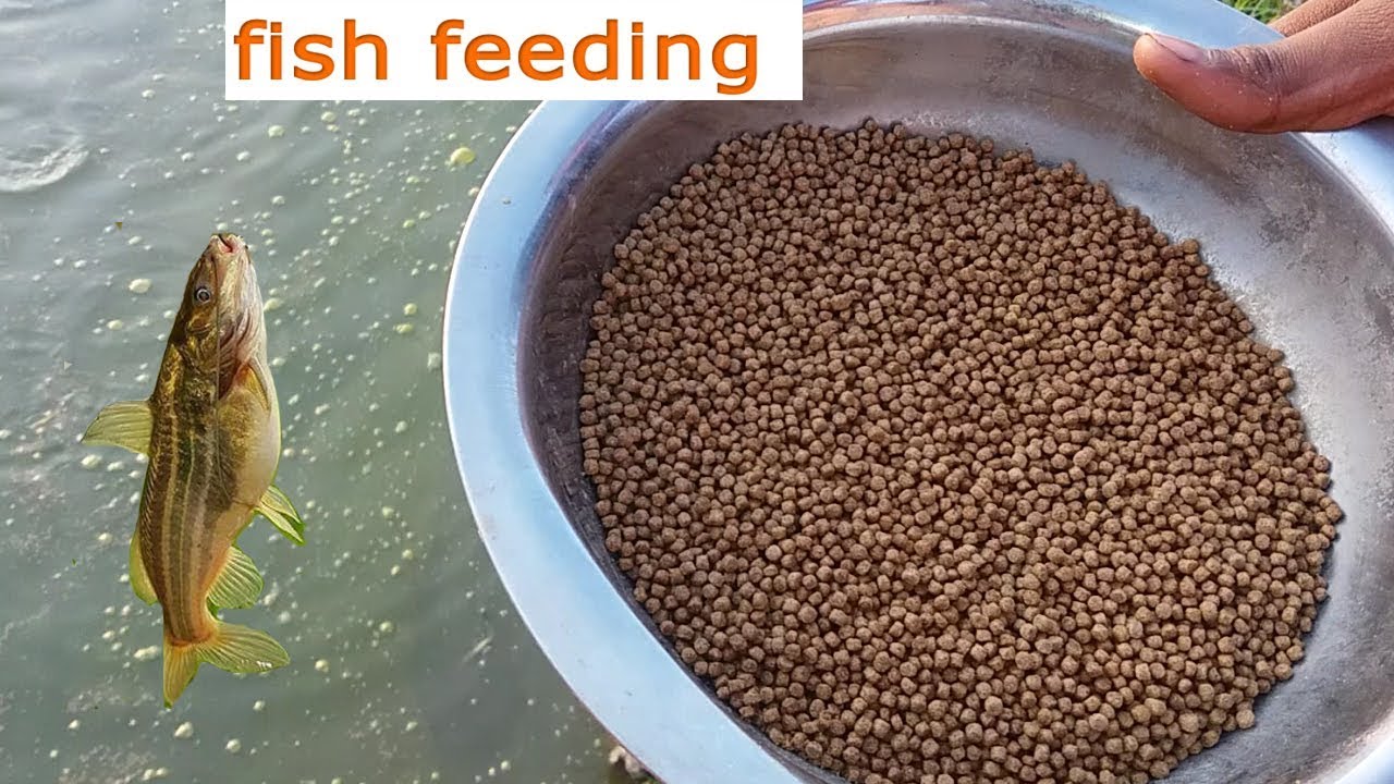 Pabda and Tengra fish feeding - YouTube