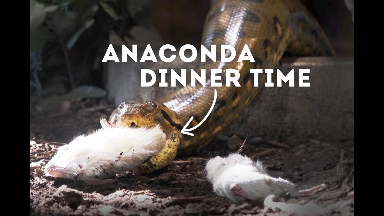 GIANT Anaconda Dinner Time! | World of Animals - YouTube