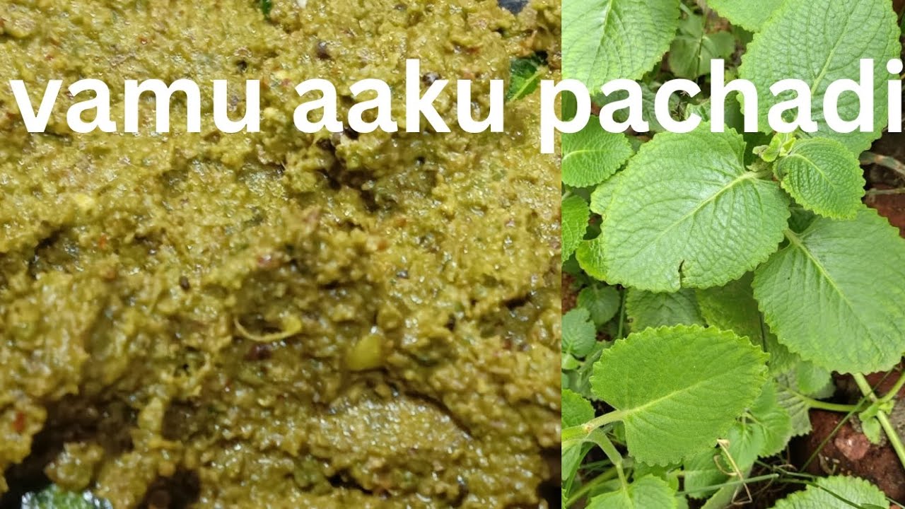 ఆరోగ్యకరమైన వాము ఆకు పచ్చడి/vaamu aaku pachadi#tasty - YouTube