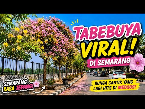 Bukan di Jepang, Ini Bunga Tabebuya yang Lagi Viral di kota Semarang