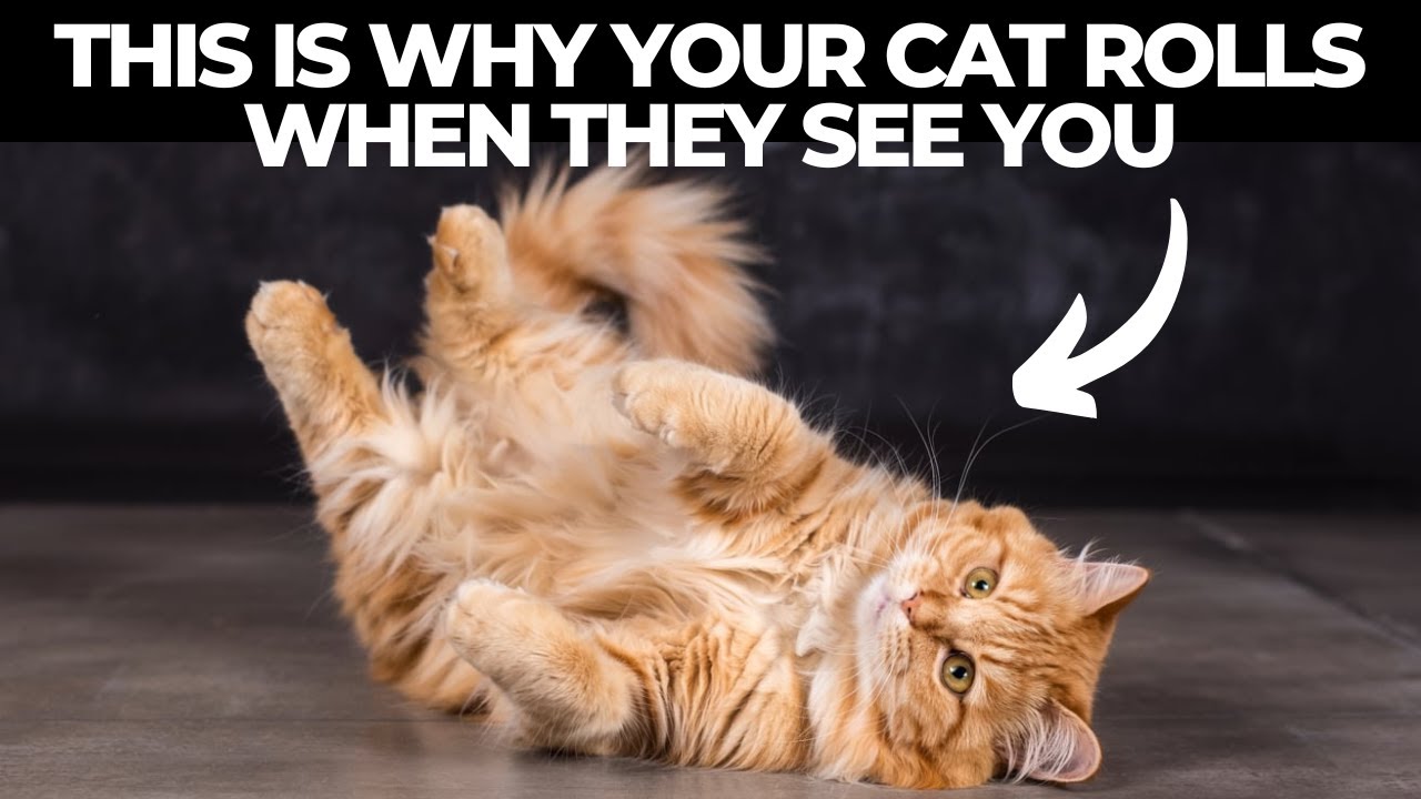 IF Your Cat Rolls Over for You, They're Trying to Tell You This - YouTube