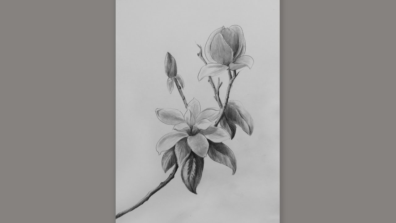 How To Draw A Magnolia Flower Step By Step: Pencil Sketch Magnolia ...