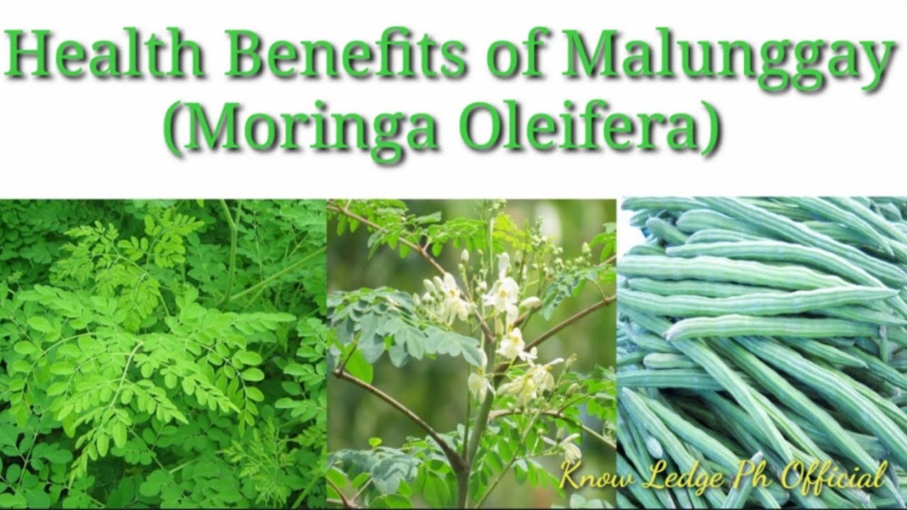Health Benefits of Malunggay (Moringa Oleifera) - YouTube