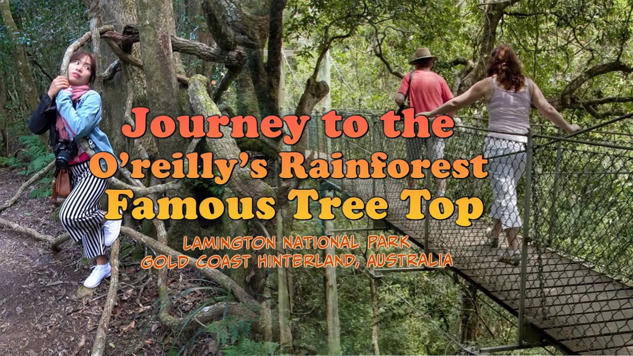 O’Reilly’s Treetop Walk at Lamington National Park - YouTube