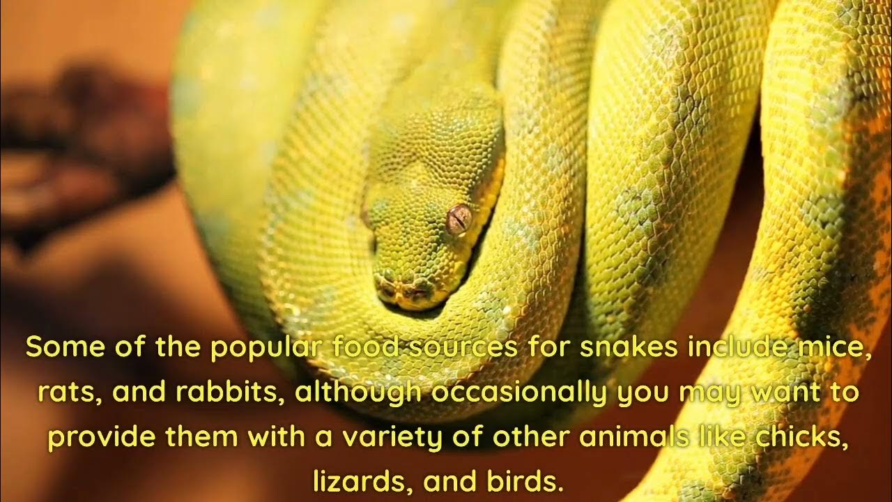 pythons || The biggest snake in the world - YouTube