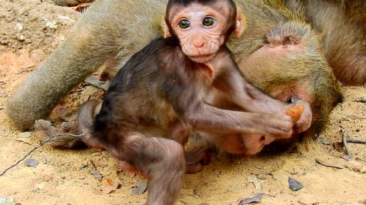 Cute Adorable Titan Baby Monkey! Tara Feeding Baby Very Less Milk Per ...