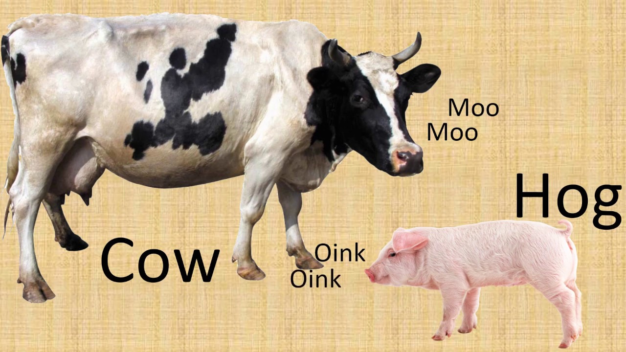 "EEK! There's a Mouse in the House" story vocabulary - YouTube