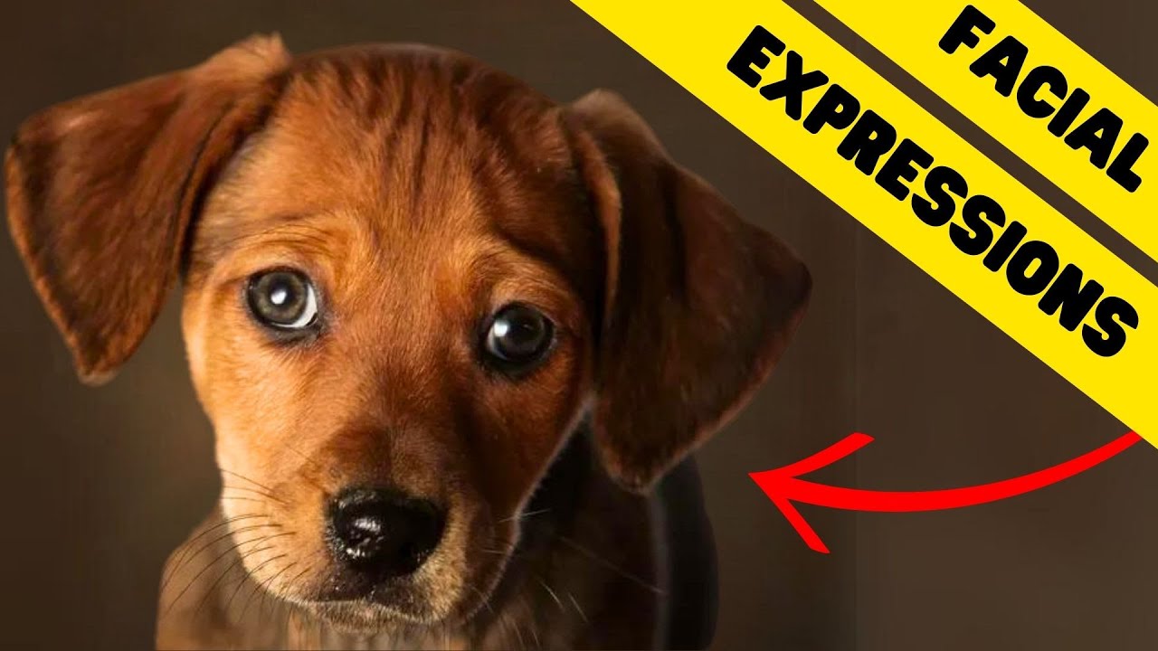 What Your Dog's Face Tells You | Facial Expressions Explained - YouTube