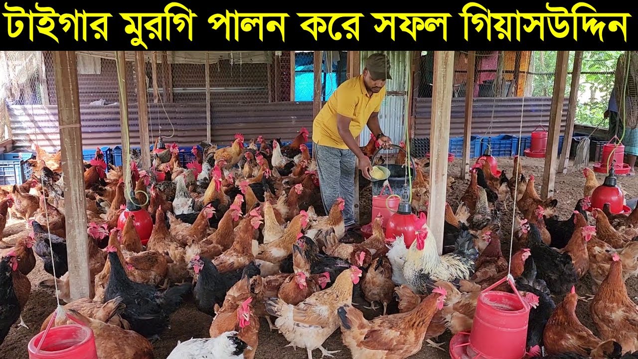 টাইগার মুরগি পালন পদ্ধতি। মাংস ও ডিমের জন্য যেভাবে টাইগার মুরগি পালন ...