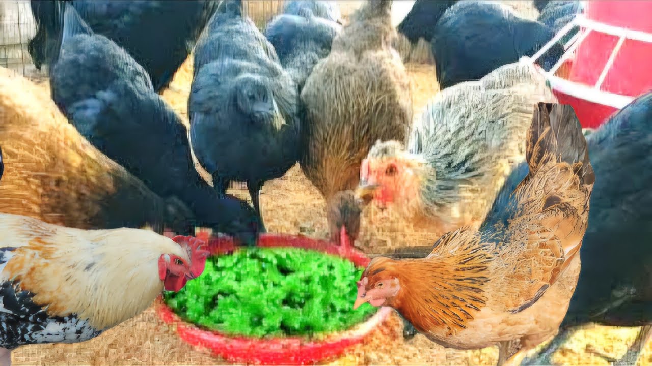 Azolla Feed for Desi Poultry - YouTube