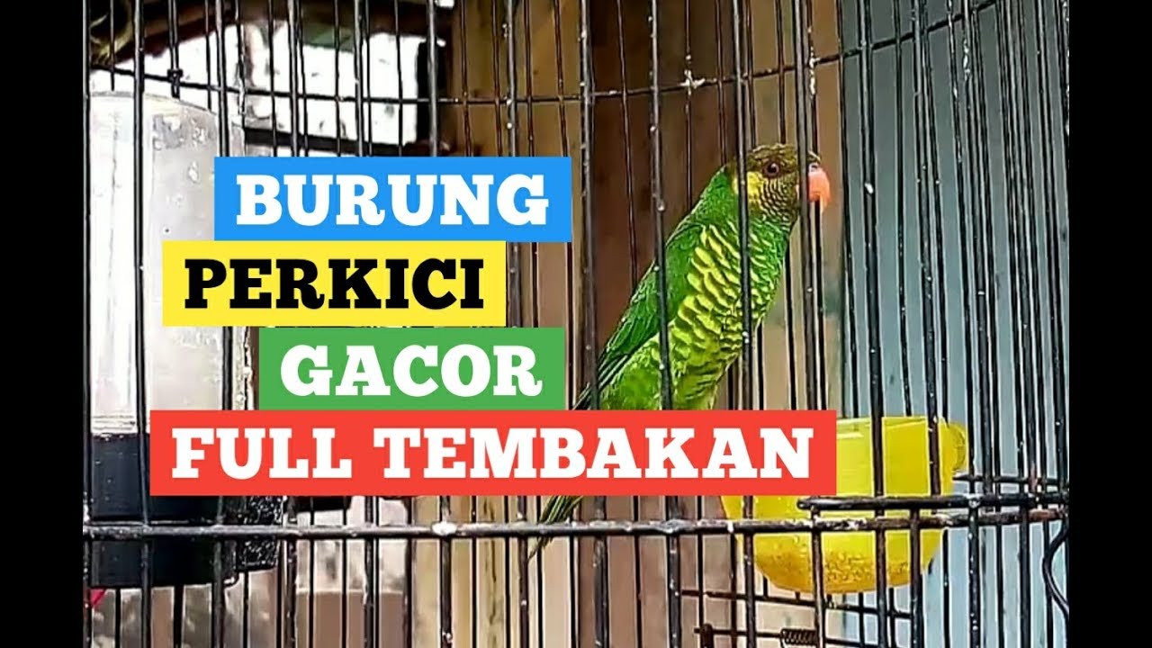Burung Perkici Gacor Full Tembakan,Cocok Untuk Masteran - YouTube