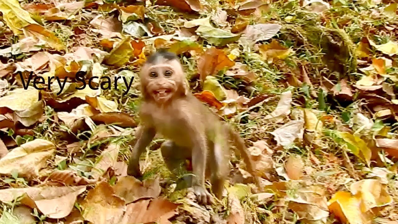 OMG! Dustin Cry Loudly ,So Scary, Baby Dustin Following The King Mark ...