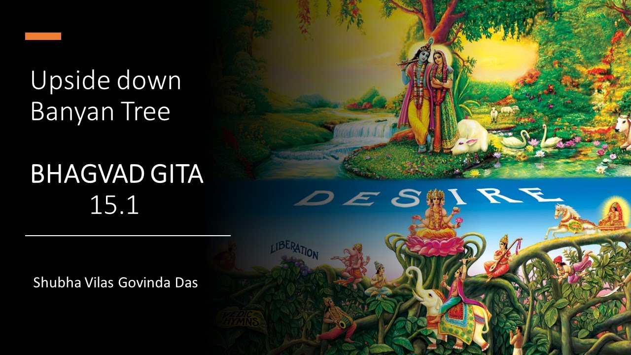 Upside Down Banyan Tree - Bhagvad Gita 15.1 || Shubha Vilas Govinda Das ...