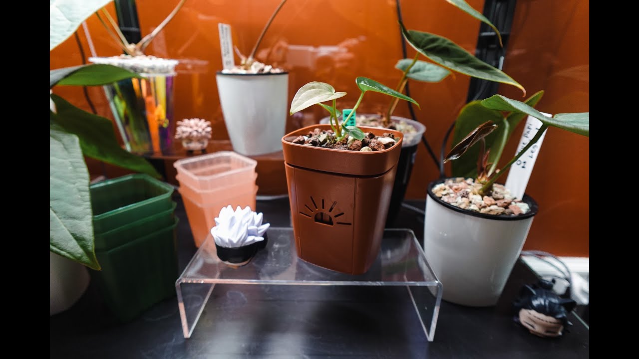 Temu Plant Unboxing. Random Fun Planty Themed Package. Budget Friendly ...